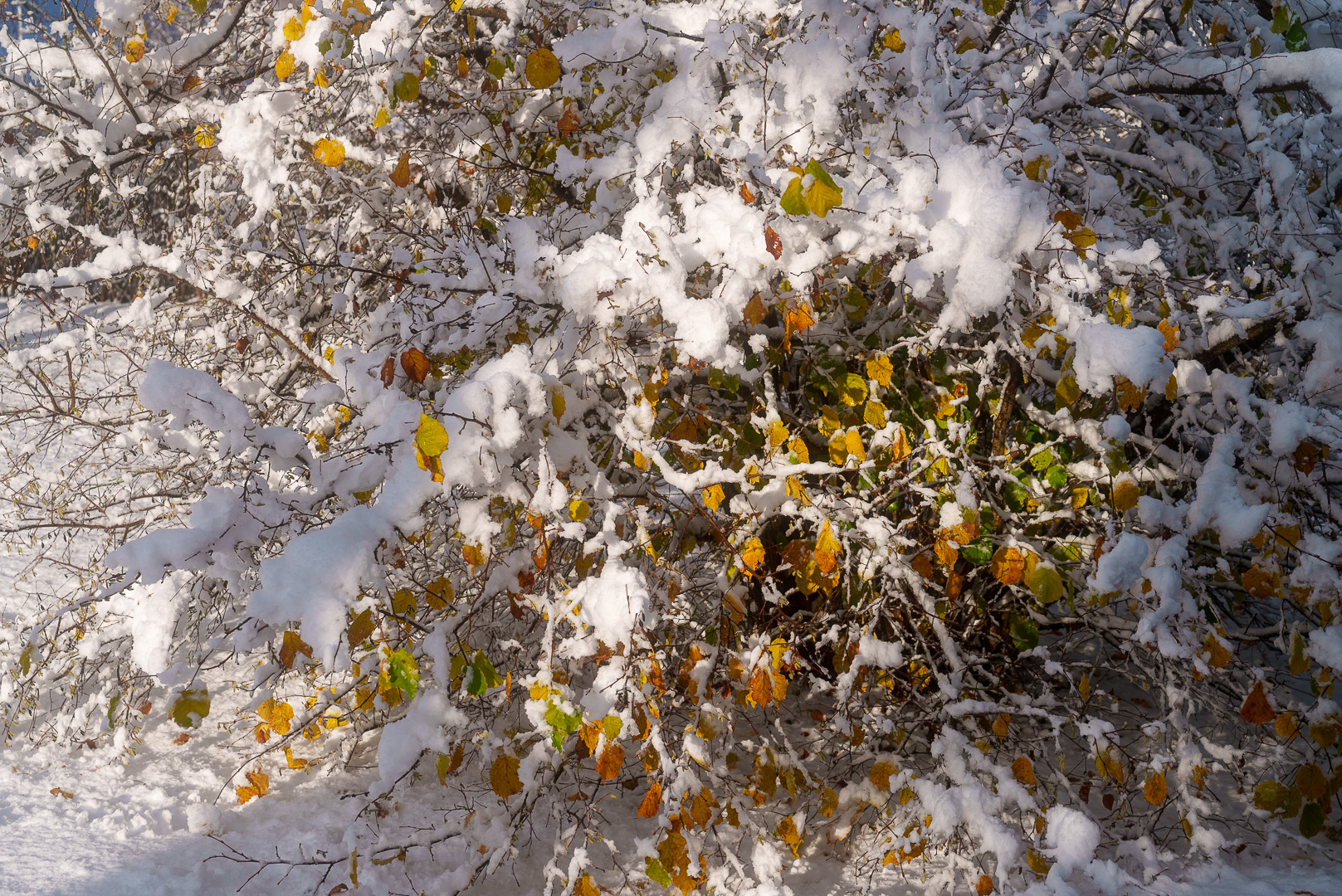 Marraskuu 2024 – Kuvia ja videoita